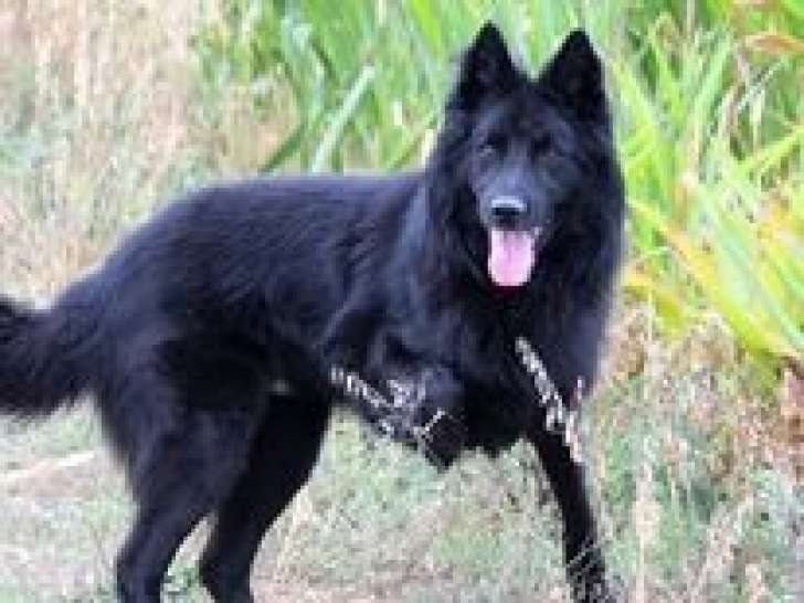 De Tchurka La Noire - Élevage de Groenendael à Acquin-Westbécourt