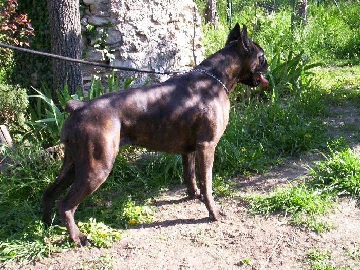 De La Source Du Bonheur - Élevage de Boxer à Fuveau